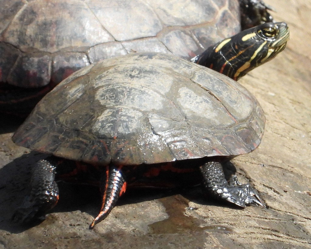 Eastern Painted Turtle from Forest Glen, Silver Spring, MD, USA on ...
