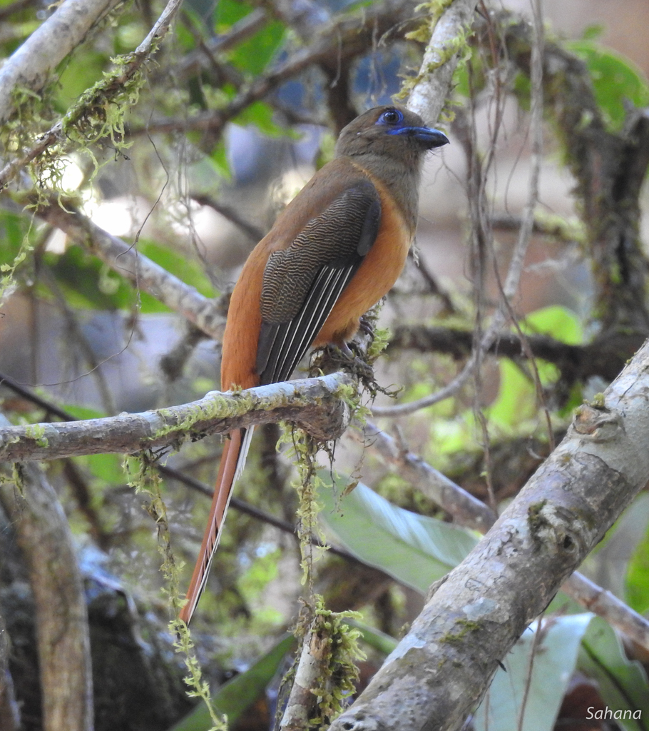 Malabar Trogon from Thirunelly, Kerala 670646, India on February 22 ...