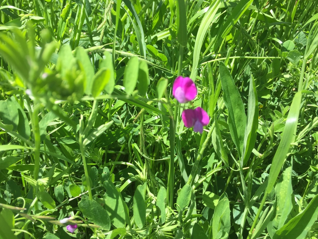 Hairy Vetchling from Oak Point Park & Nature Preserve, Plano, TX, US on ...