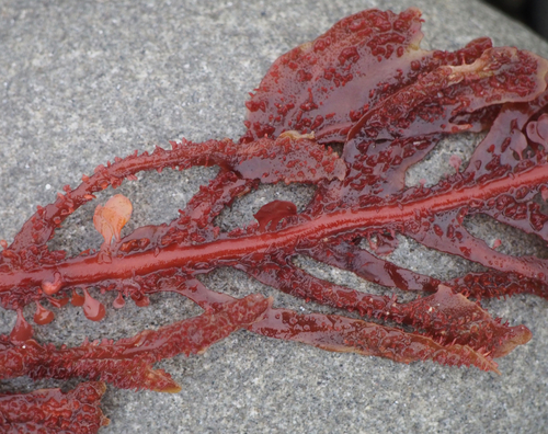 Sea fern (Ptilota asplenioides) · iNaturalist
