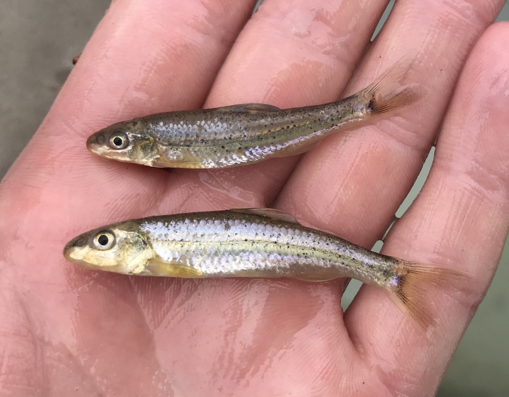 Burrhead Chub (Wildlife and Wildflowers of Texas - Fish) · iNaturalist
