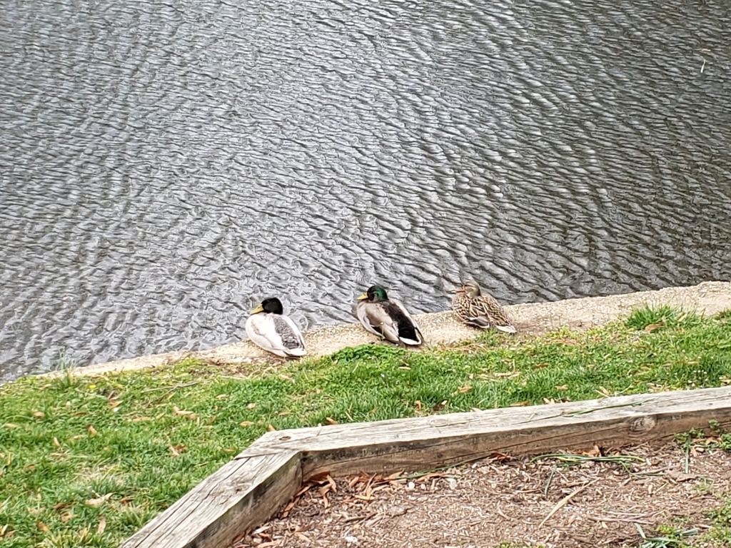 Mallard in March 2020 by Anna Sherlock. Male on left has interesting ...