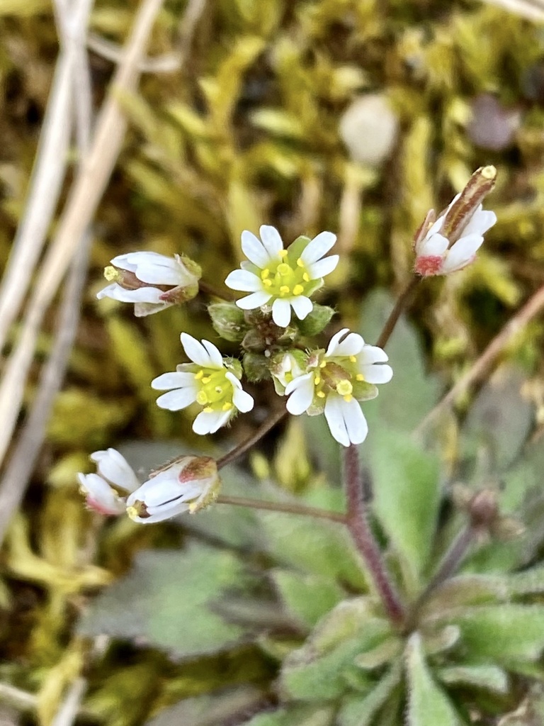 Common Whitlowgrass (Biodiversity WSU Pullman) · iNaturalist