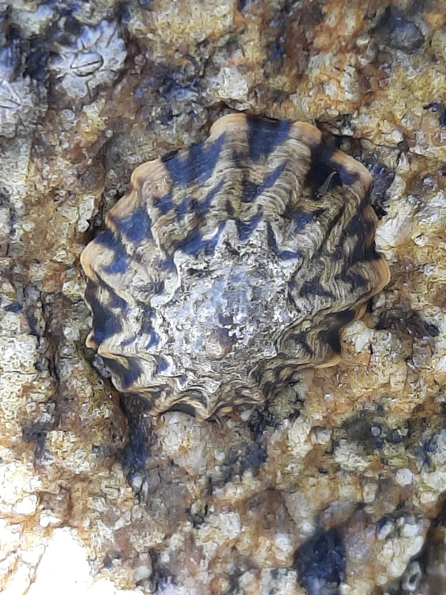 Scurria zebrina (Lesson, 1831)