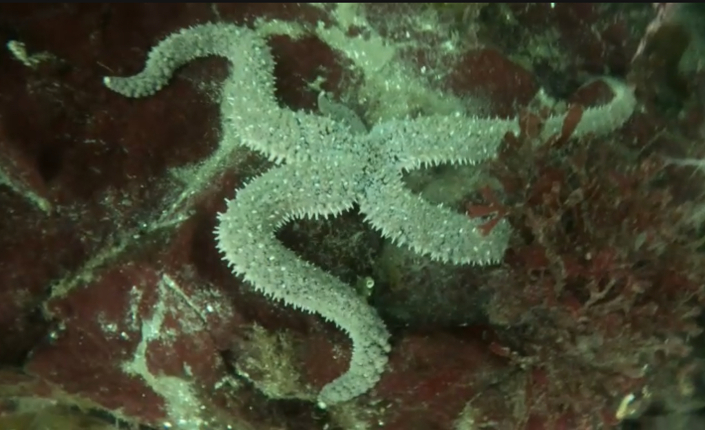 Velcro Star from Lilliwaup, WA, US on April 1, 2026 at 11:54 AM by ...