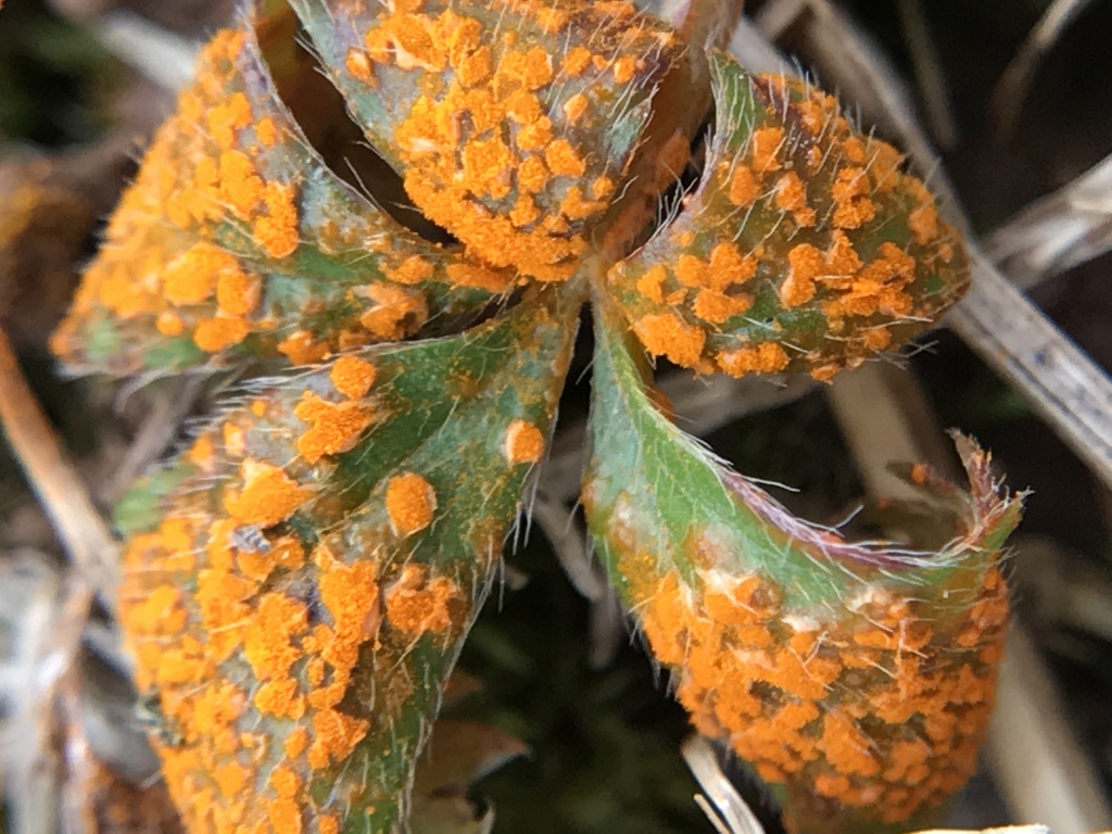 Cinquefoil Rust in March 2020 by Michael Pirrello. On Wild Strawberry ...