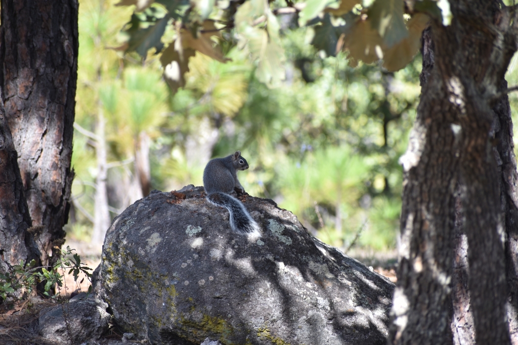 Mexican Fox Squirrel (Sciurus nayaritensis) - Know Your Mammals