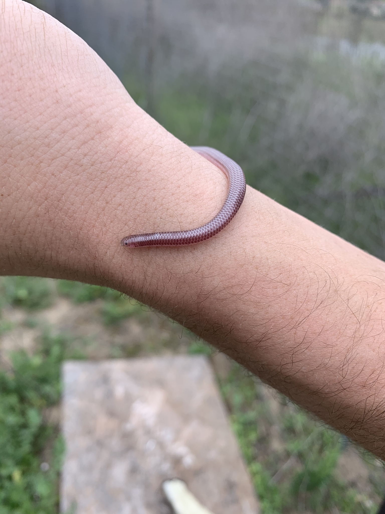 Rena humilis humilis