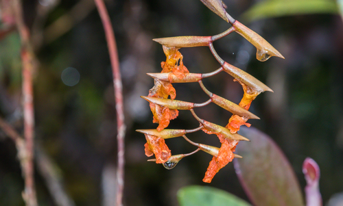 Elleanthus ampliflorus · iNaturalist United Kingdom