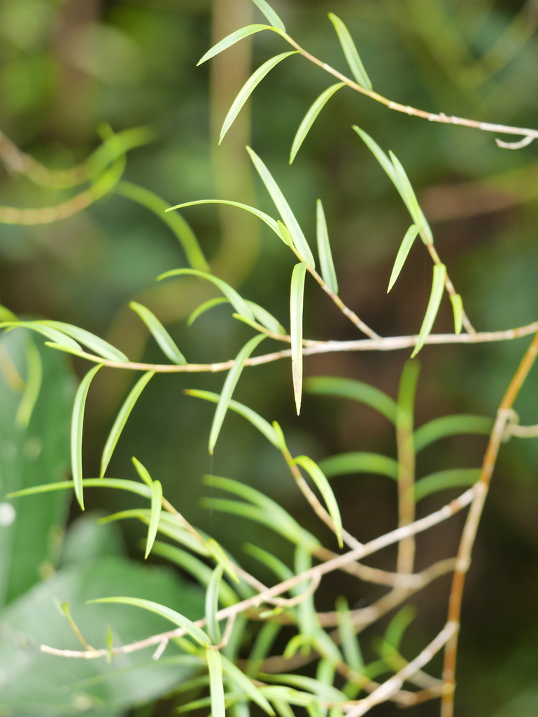 Winika from Akatarawa Valley, Upper Hutt 5372, New Zealand on March 10 ...