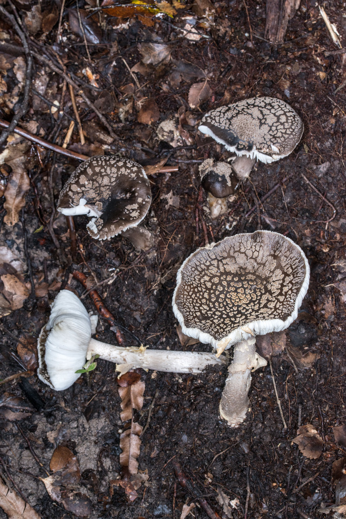 Stone-in-the-Water Amanita from Horoeka Scenic Reserve, Stokes Valley ...