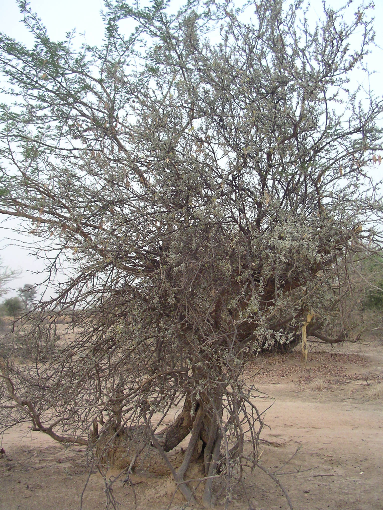 Cadaba farinosa Forssk.