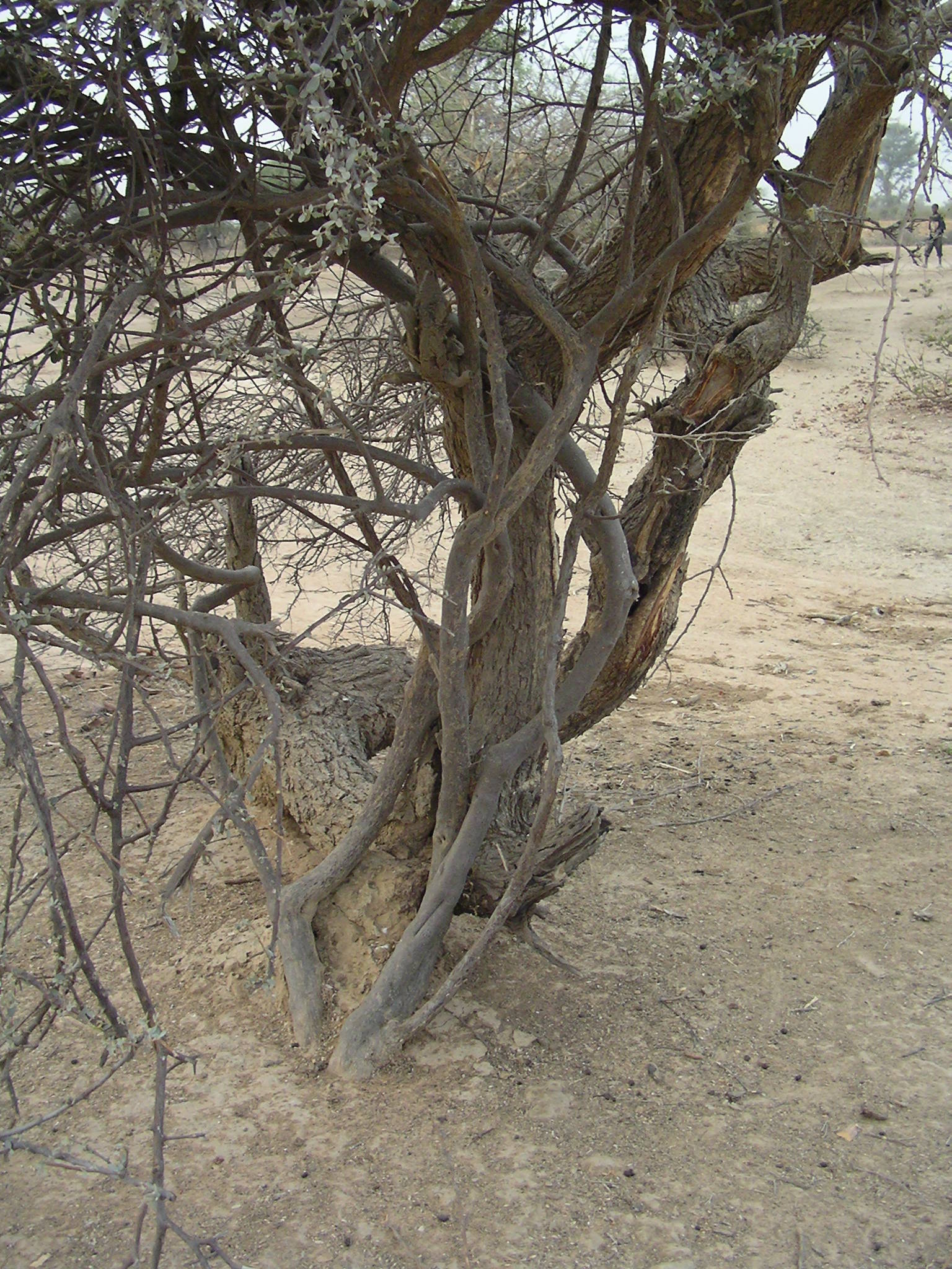 Cadaba farinosa Forssk.
