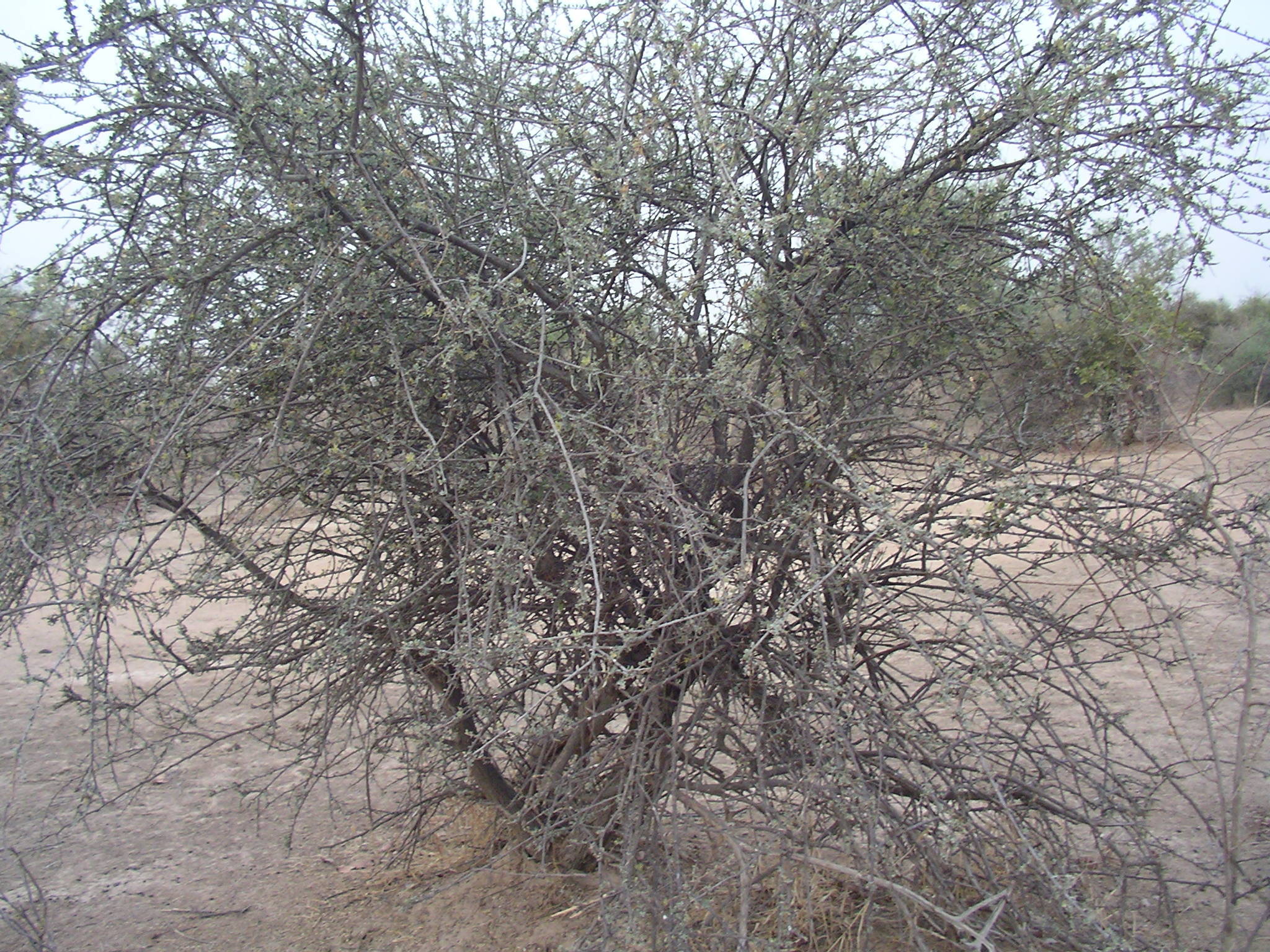 Cadaba farinosa Forssk.