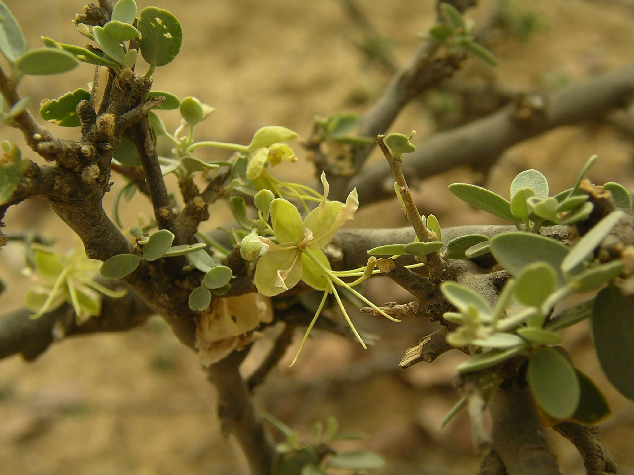 Cadaba farinosa Forssk.