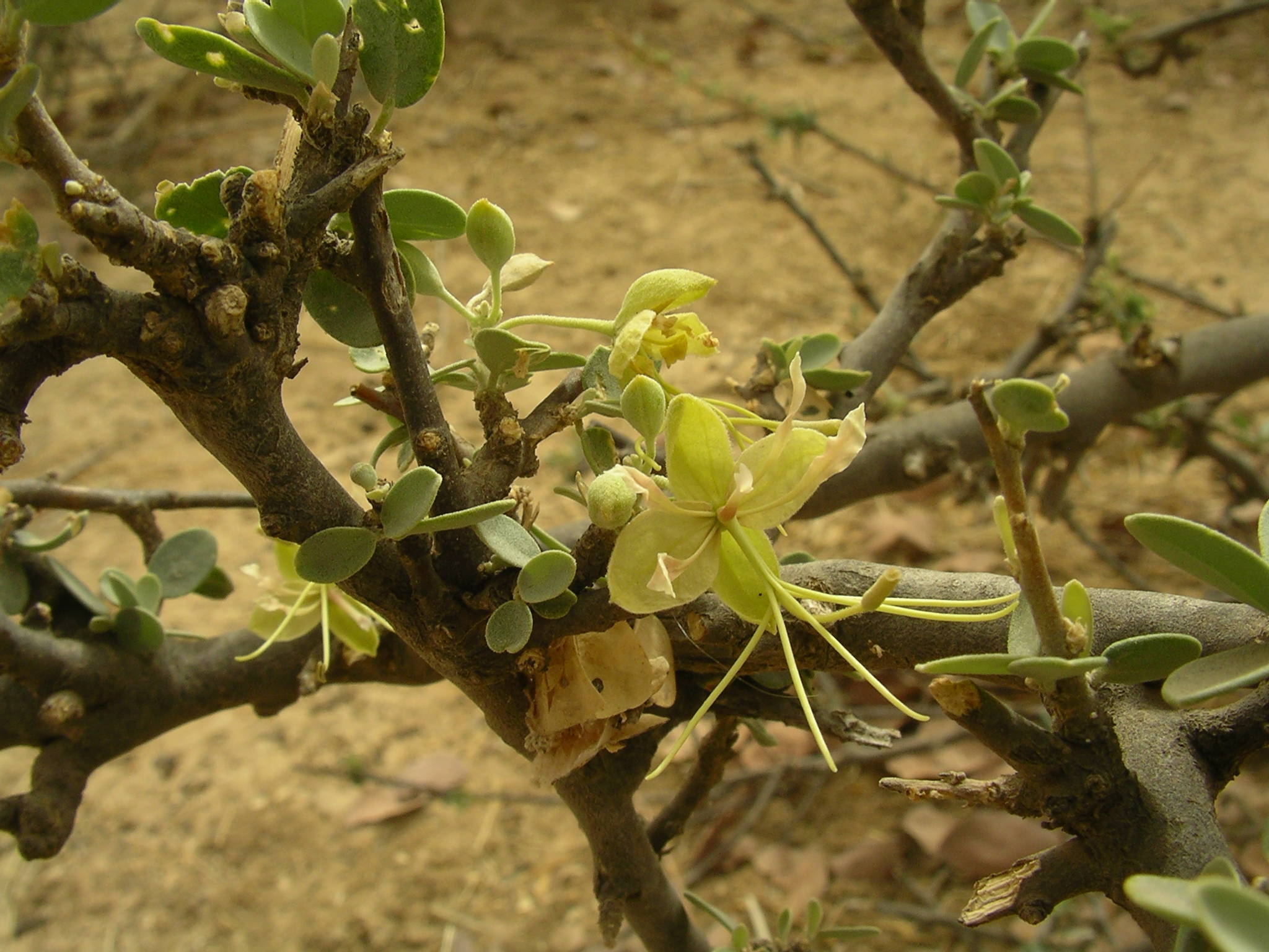 Cadaba farinosa Forssk.