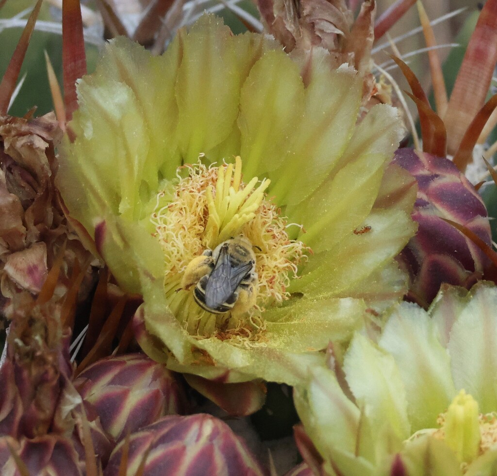 Diadasia from Scripps Ranch, San Diego, CA, USA on April 1, 2026 at 10: ...