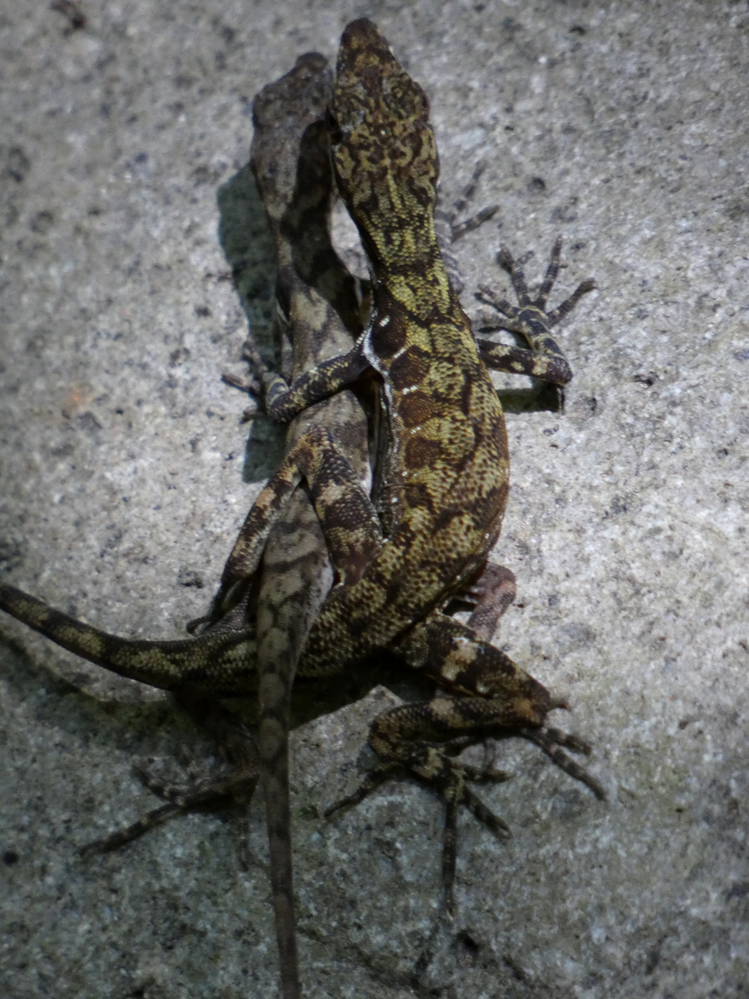 Anolis lionotus Cope, 1861