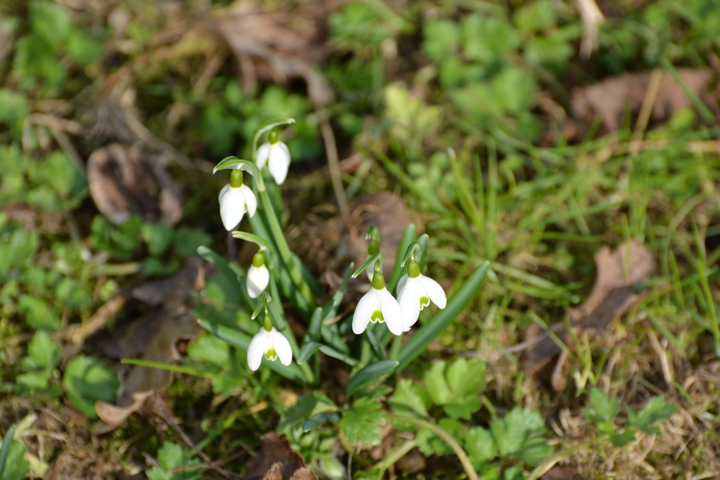 common snowdrop from 95650 Boissy-l'Aillerie, France on February 19 ...