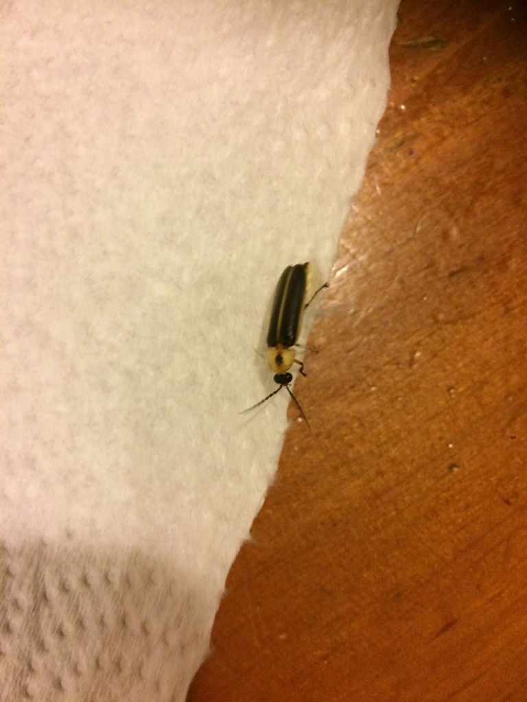 Common Eastern Firefly from Riviera Beach, MD, USA on June 23, 2018 at ...