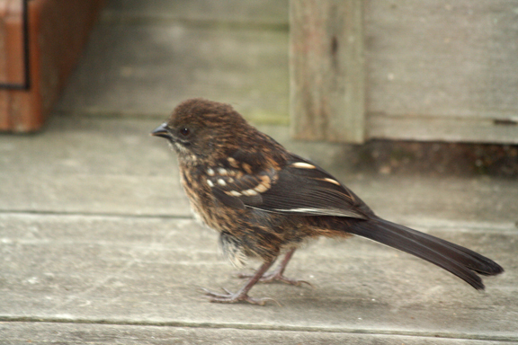 Spotted Towhee (Birds of Fort Bowie NHS) · iNaturalist