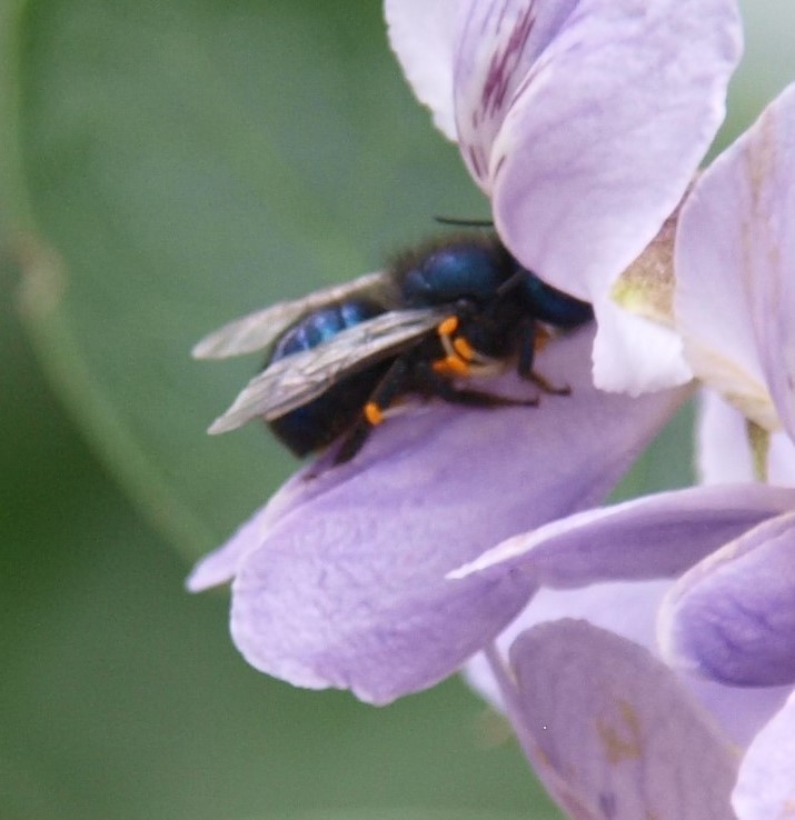 Currant Orchard Bee from Dripping Springs, TX, USA on March 10, 2020 at ...