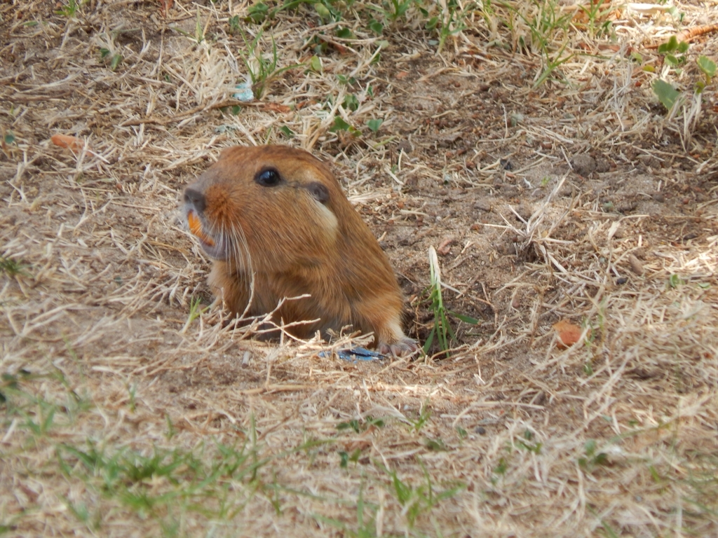 Pearson's Tuco-tuco (Ctenomys pearsoni) - Know Your Mammals