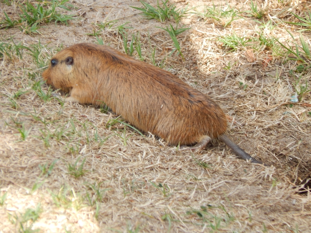 Pearson's Tuco-tuco (Ctenomys pearsoni) - Know Your Mammals