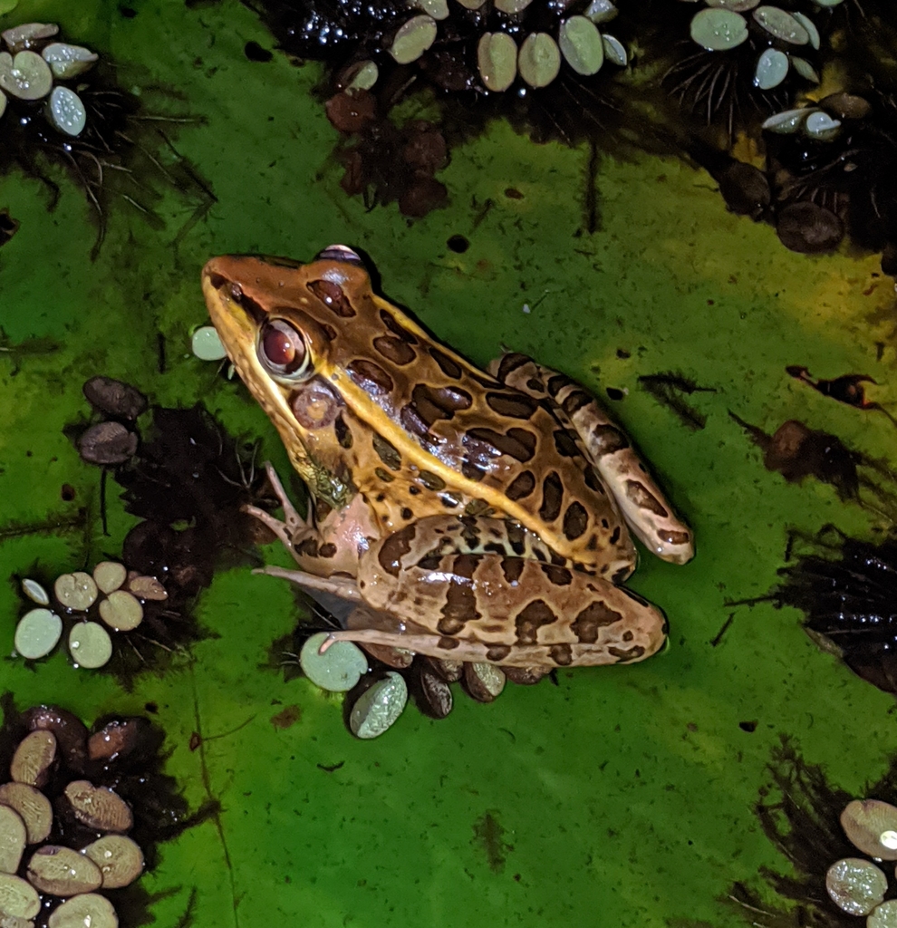 Rana leopardo de Forrer (Guía de Anfibios y Reptiles de Álamos, Sonora ...