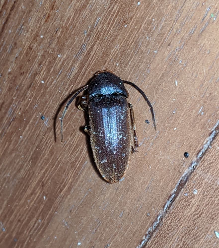 Genus Phlegon · iNaturalist