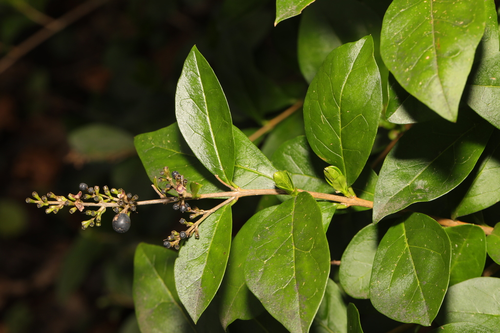 garden privet (Trees & Shrubs of Essex County, MA) · iNaturalist