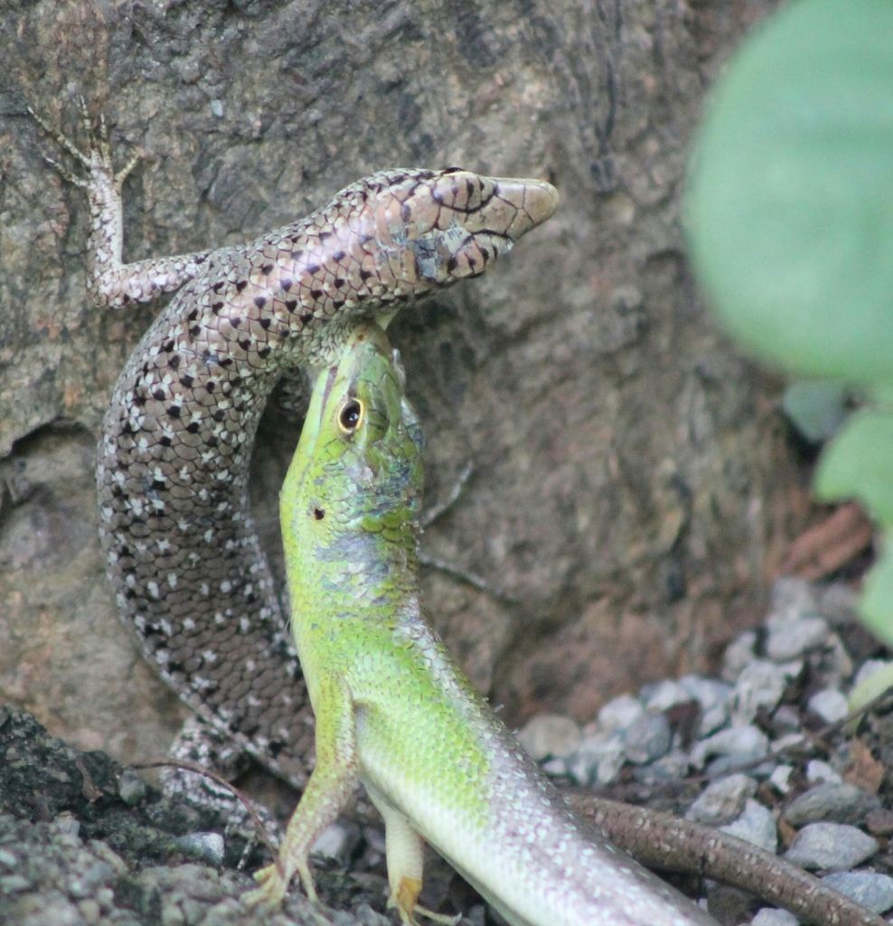 Emerald Tree Skink from Campo de Becora, Díli, Timor-Leste on February ...