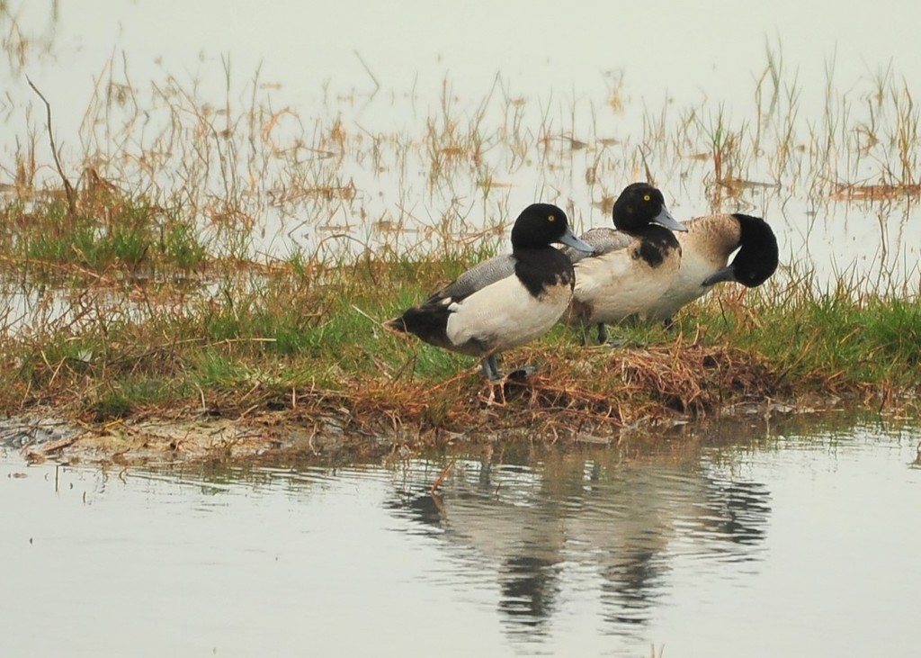 Greater Scaup from Cameron County, TX, USA on March 10, 2020 at 04:15 ...