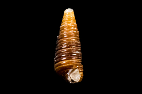 Seila montereyensis · iNaturalist