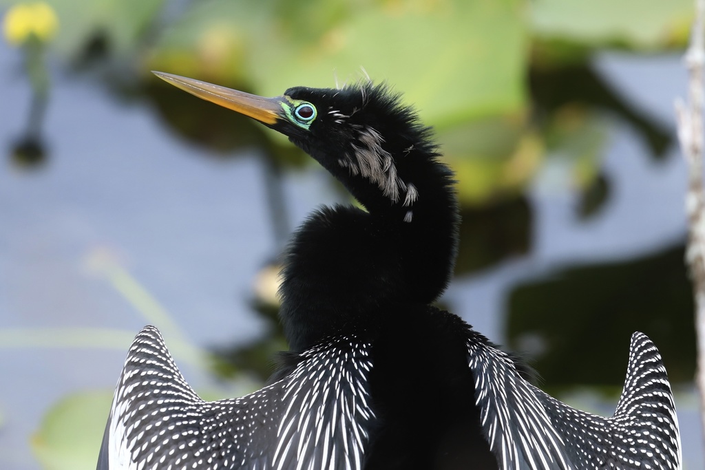 Anhinga (Sam José, Itenez) · iNaturalist