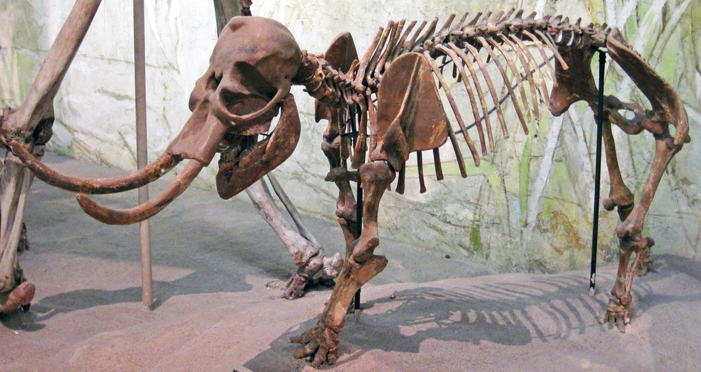 Sicilian Dwarf Elephant (Palaeoloxodon falconeri) - Know Your Mammals