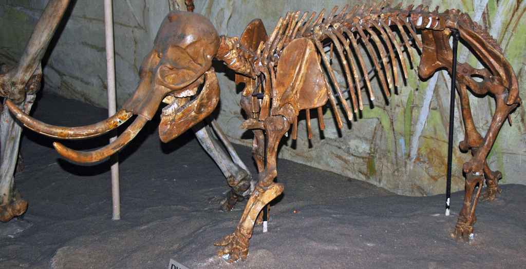 Sicilian Dwarf Elephant (Palaeoloxodon falconeri) - Know Your Mammals