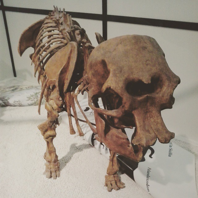Sicilian Dwarf Elephant (Palaeoloxodon falconeri) - Know Your Mammals