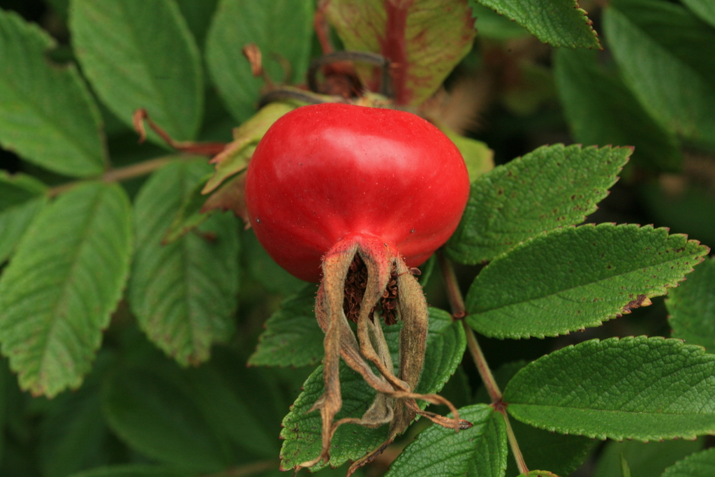 rugosa rose (Rosa rugosa) - Botanical Realm