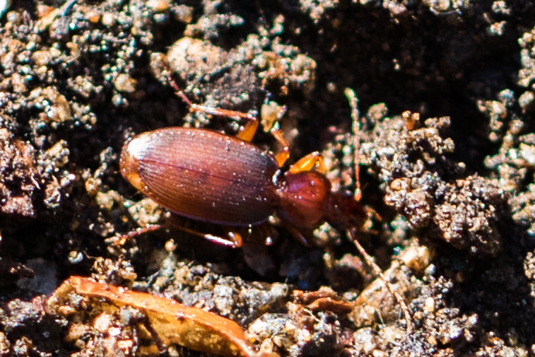Rhadine from Palomar Mountain on February 12, 2017 at 10:54 AM by BJ ...
