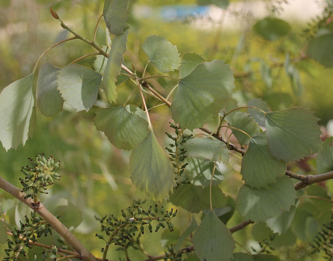 Populus euphratica Olivier