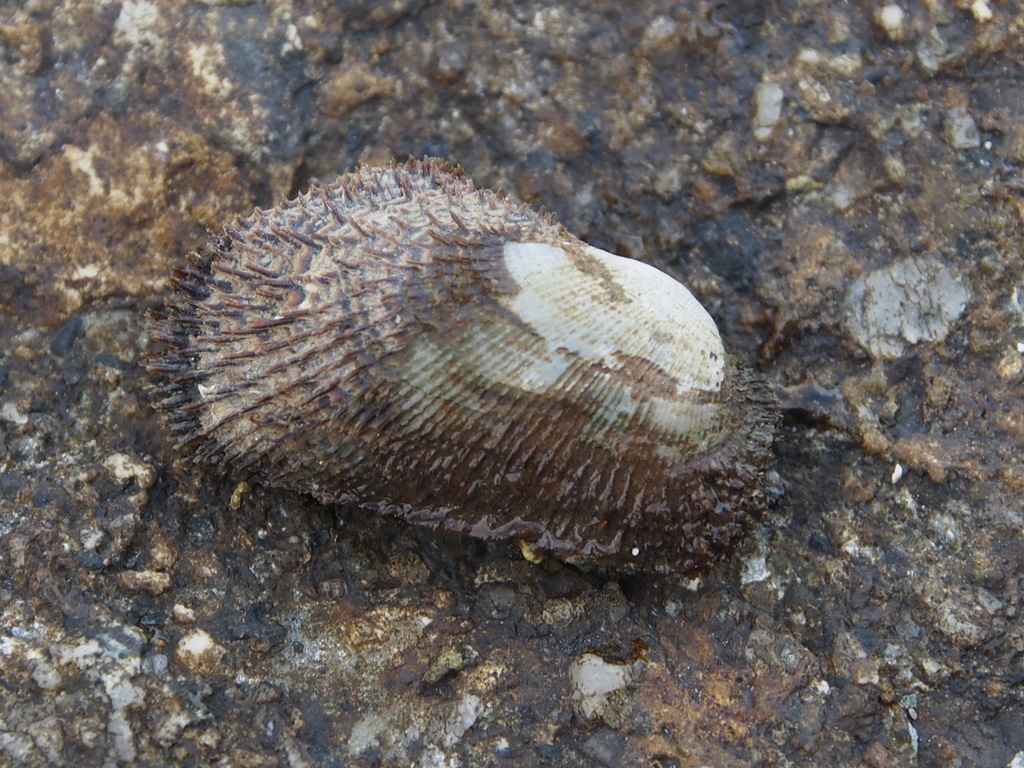 Barbatia virescens from Yuen Chau Tsai, Hong Kong on March 08, 2020 at ...