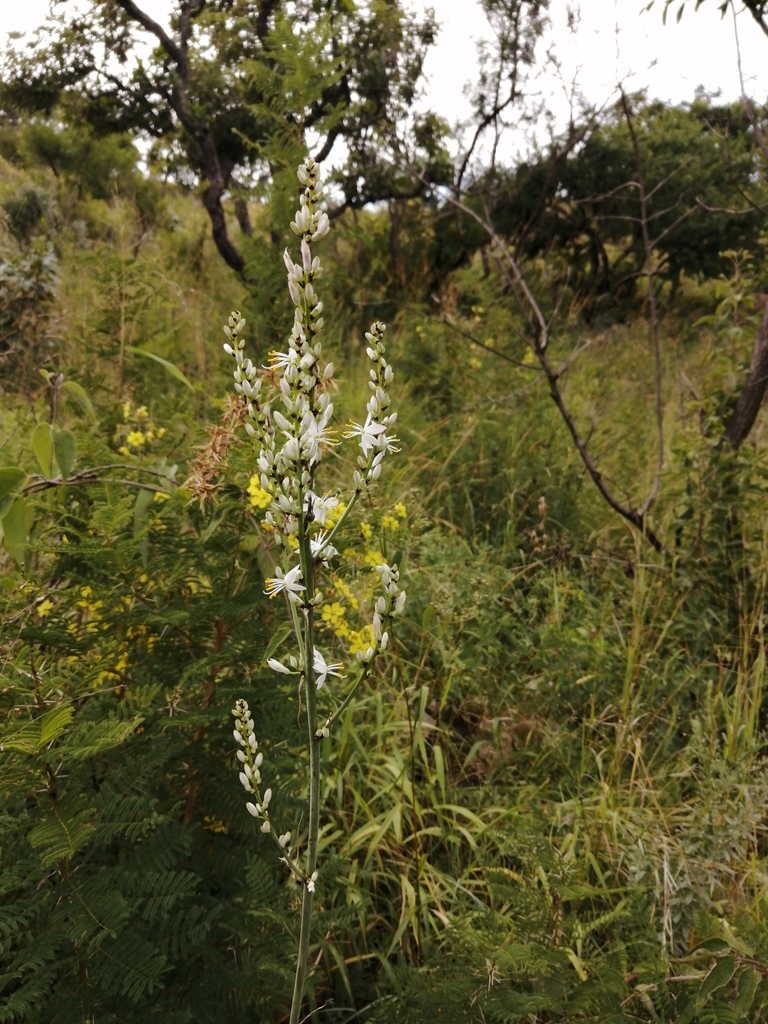 Chlorophytum aridum from Mbombela, South Africa on March 11, 2020 at 10 ...