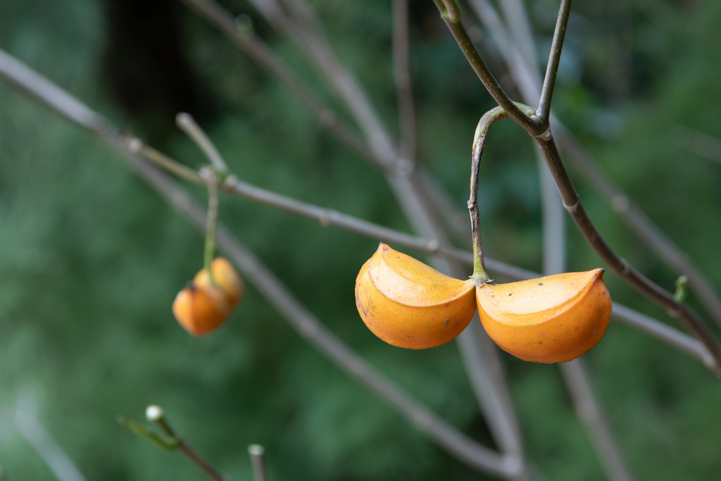 Banana Bush (Tabernaemontana pandacaqui) - Botanical Realm