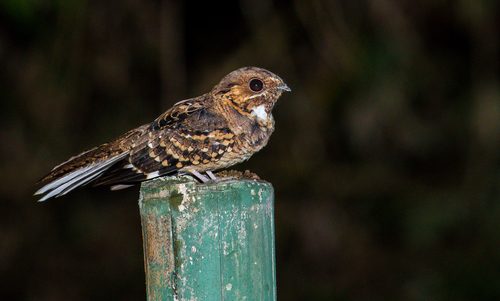 Common Pauraque (AVIFAUNA ZONA PROTECTORA RIO NAVARRO RIO SOMBRERO ...