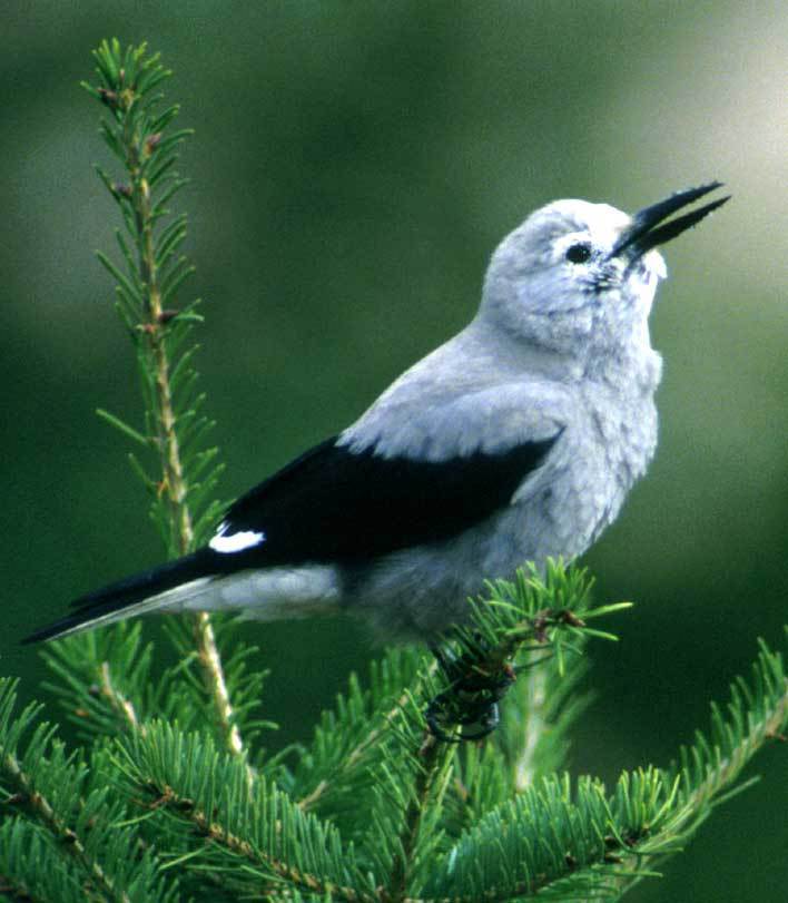 Clark's Nutcracker (Birds of Great Basin National Park) · iNaturalist