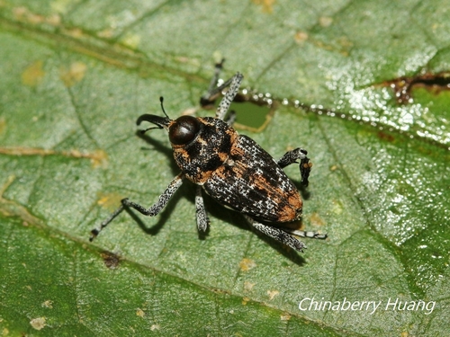 Mecopus bispinosus · iNaturalist