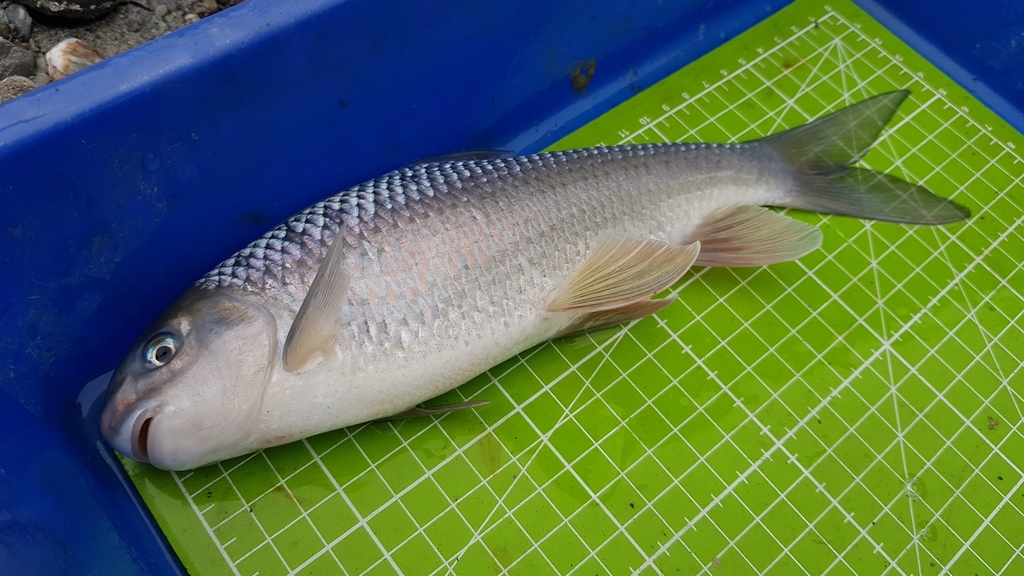 Taiwan Ku Fish (Onychostoma alticorpus) - Marine Life Identification