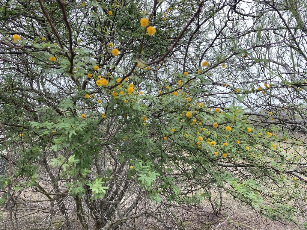 Sweet acacia from Laguna Atascosa National Wildlife Refuge, Rio Hondo ...