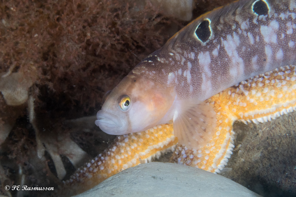 Rock Gunnel (Pholis gunnellus) - Marine Life Identification